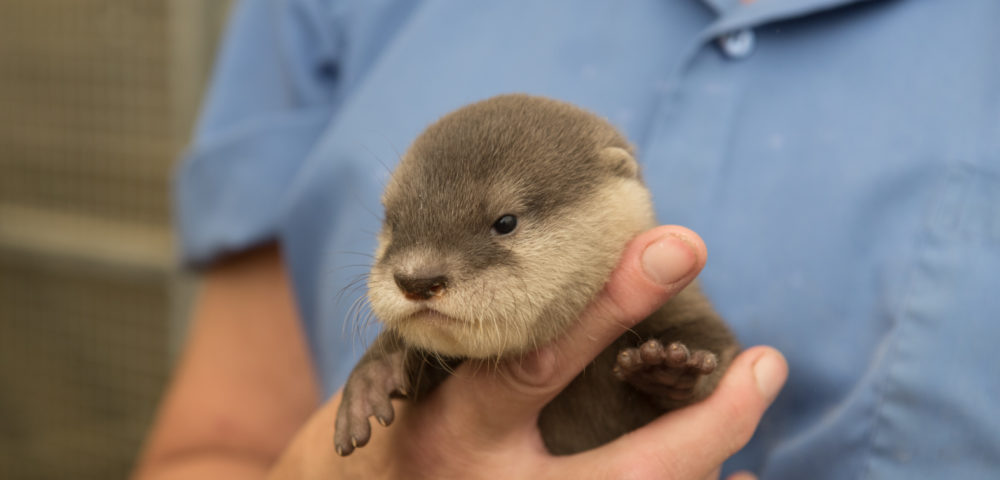 Columbus Zoo And Aquarium Welcome A Squeaky Little Small-Clawed Otter ...