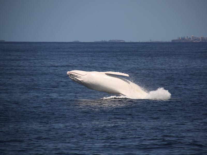 Call Me Migaloo! Rare White Humpback Whale Passes By Queensland Once Again