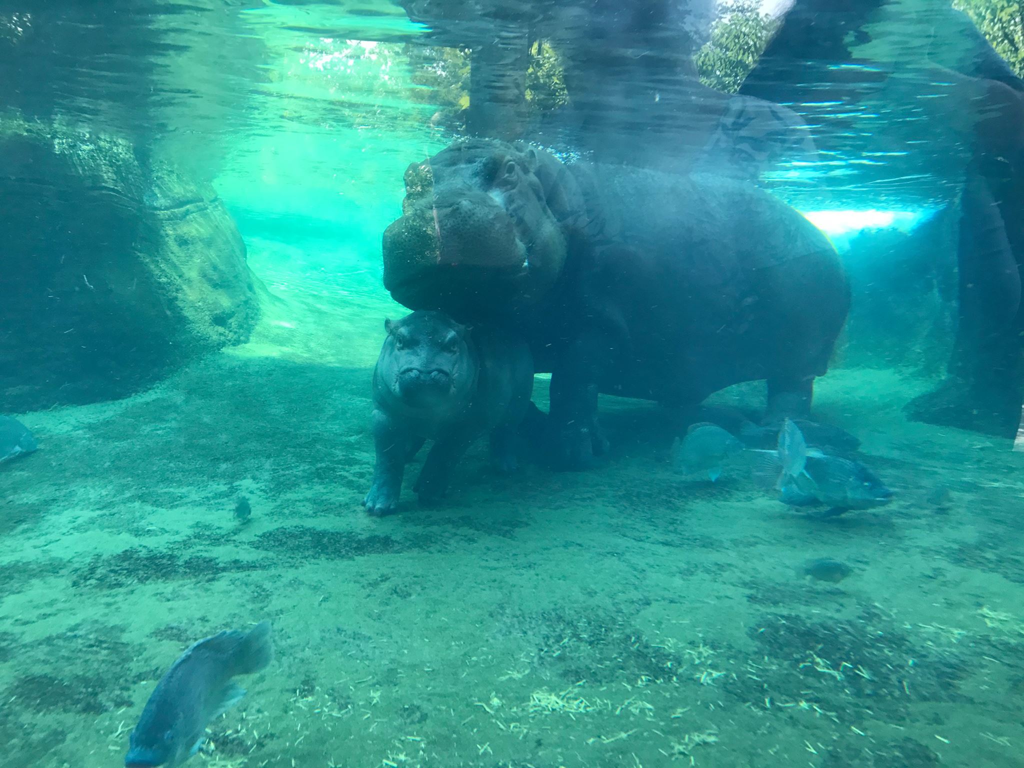 Fiona Is A Little Hippo Who Is A Big Sensation At The Cincinnati Zoo