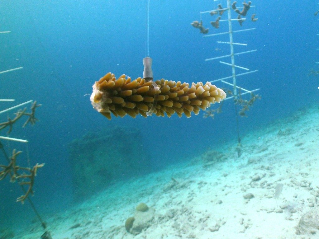 Miami Seaquarium And University Of Florida Partner Up For Coral Restoration