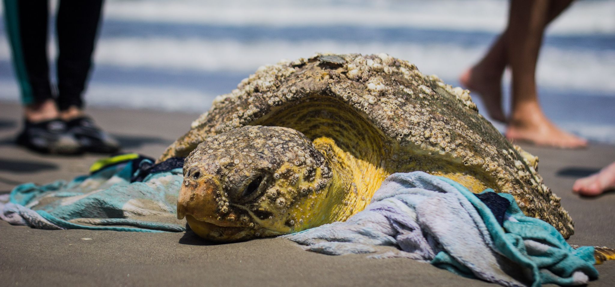 Do You Know What To Do If You See A Stranded Marine Mammal?