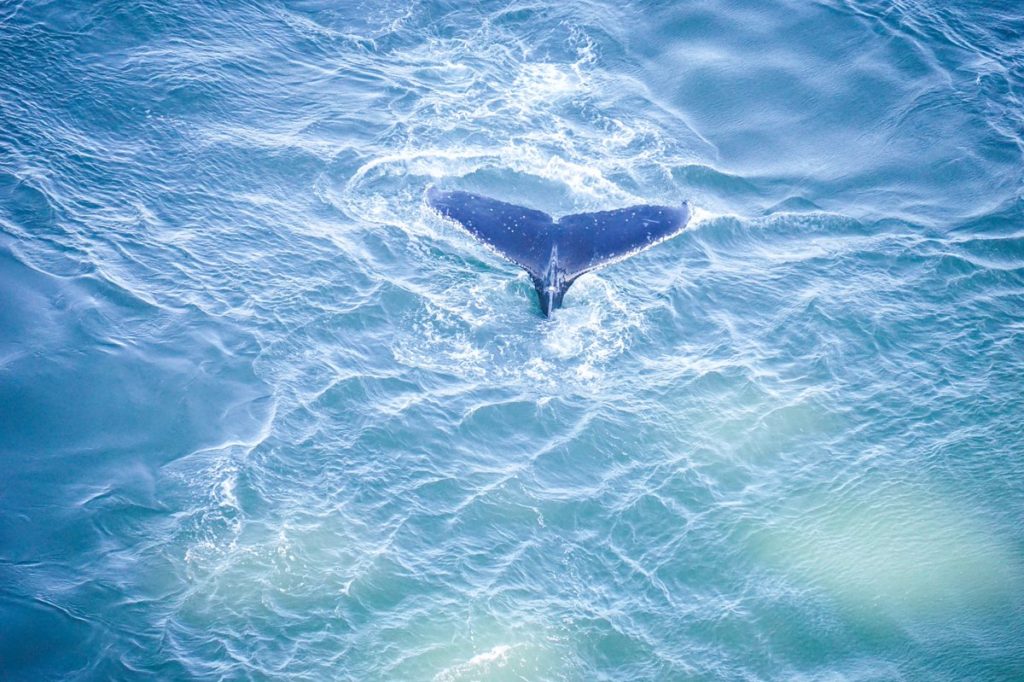 Spotted: Humpback Whales Under The Golden Gate Bridge