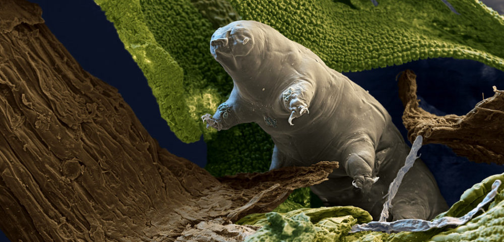 Tardigrades: The Tiny Organism That Will Survive Until The End Of The Earth