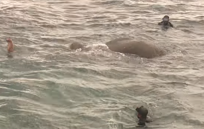 An Asian Elephant Was Rescued From The Ocean 10 Miles From Shore