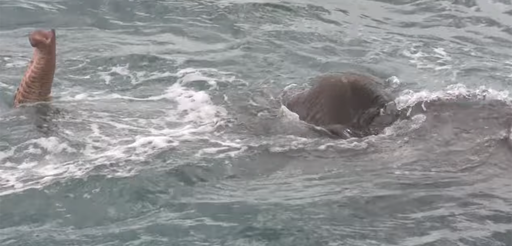 An Asian Elephant Was Rescued From The Ocean 10 Miles From Shore