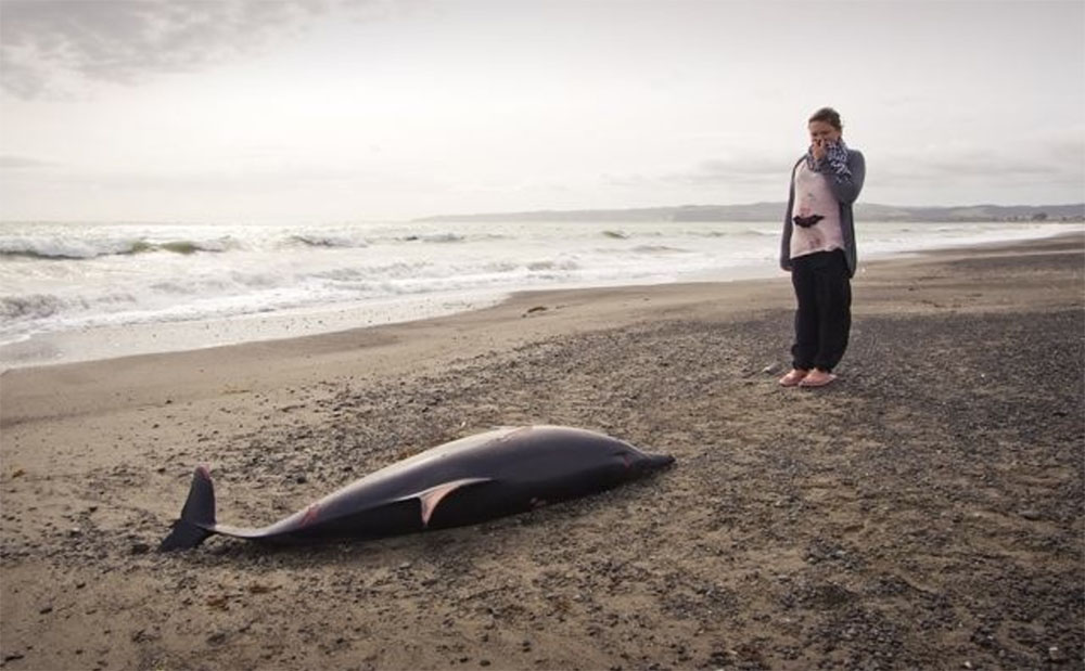 Do You Know What To Do If You See A Stranded Marine Mammal?