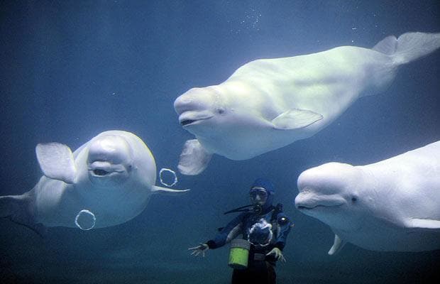 The Reason Why Belugas Blow Bubbles Is Almost Too Adorable For Words ...