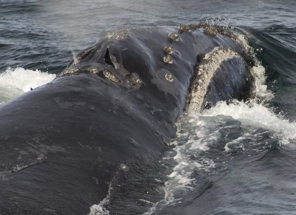 Rarest Whale To Inhabit U.S. Waters Seen For The First Time In 10 Years!