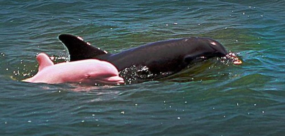 Hello Again, Pinky! Rare Pink Dolphin Spotted Playing In Ship Channel