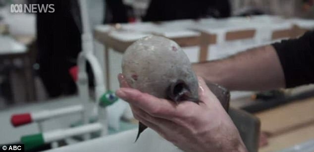 Bizarre Faceless Fish Seen For The First Time In Over A Century