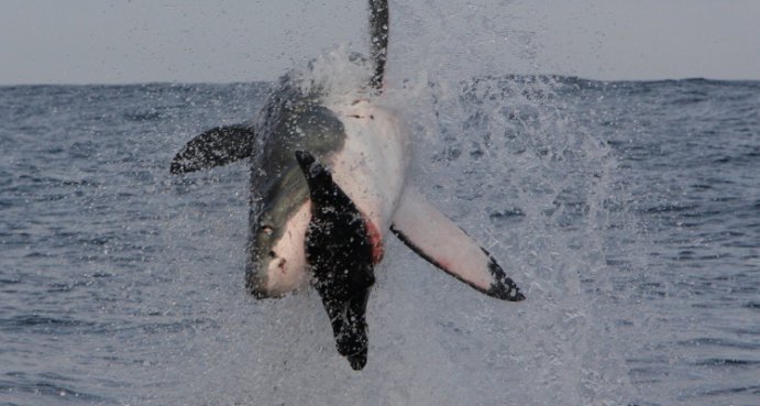 OCEARCH Discovers First Great White Shark Birthing Site On North Atlantic Coast - Awesome Ocean