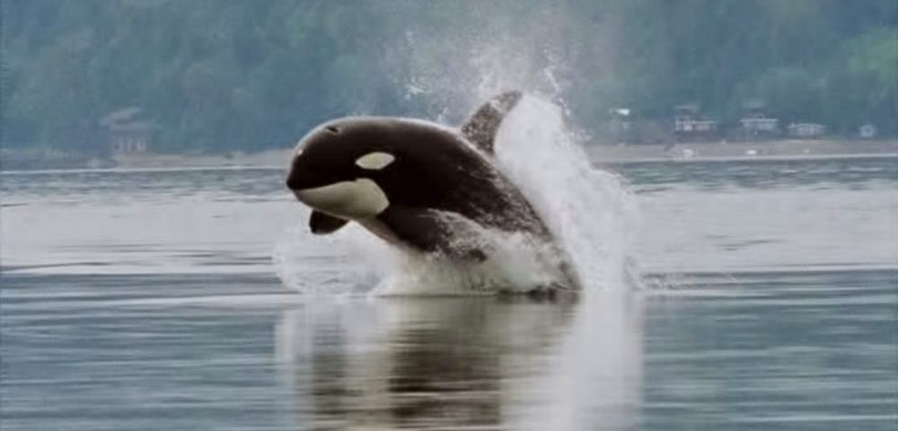 This Is Why Sea Pens Are Not The Saving Grace For Orcas
