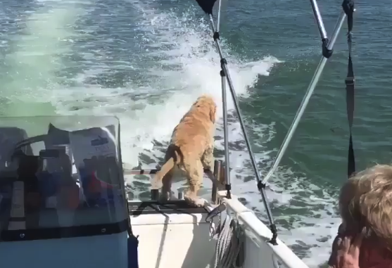 This Dog Literally Cannot Keep His Cool While Watching A Couple Of ...