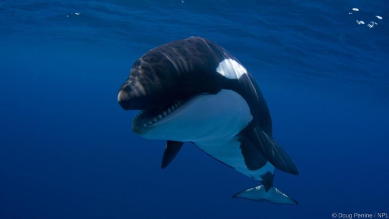 This Is Why Sea Pens Are Not The Saving Grace For Orcas