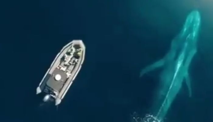 Thar She Grows! Whale Growth Spurt Occurred 4.5 Million Years Ago
