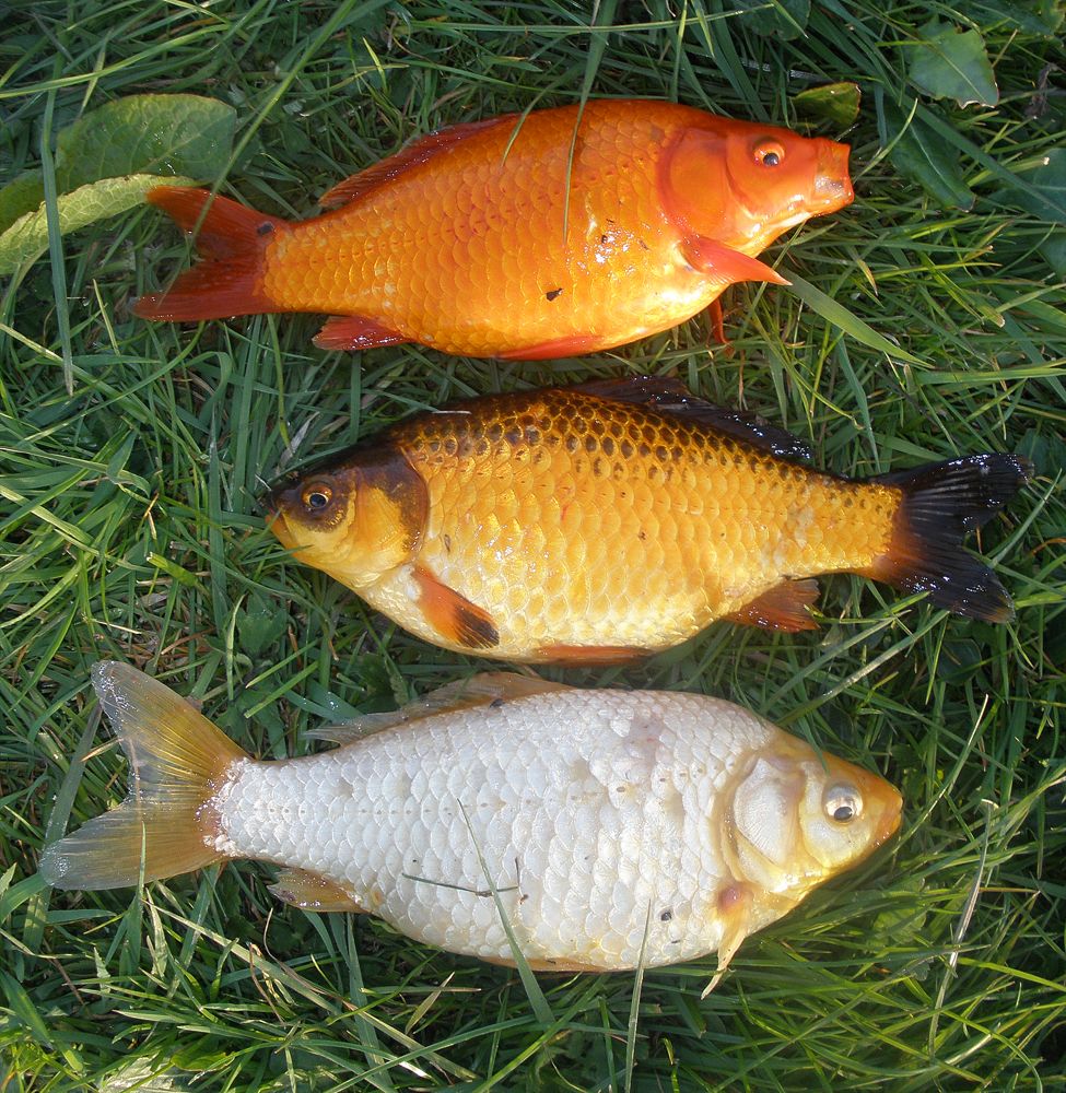 The Solution For These Arctic Goldfish Relatives? Alcohol!