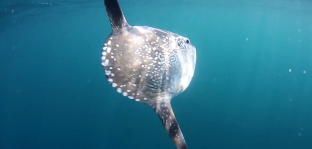 DNA Analysis Leads To The Discovery Of A New Two-Ton Sunfish Species