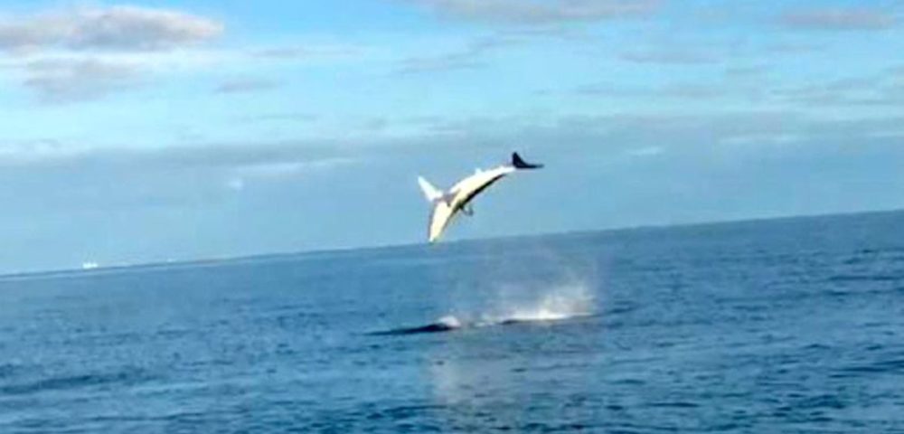 Watch This Hooked Mako Shark Give The Acrobatic Performance Of A Lifetime