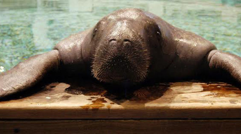 Snooty’s Memorial Will Celebrate The Life And Legacy Of The World’s ...