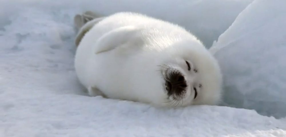 11 Sea Animals That Are So Furry It Will Literally Make Your Heart Melt