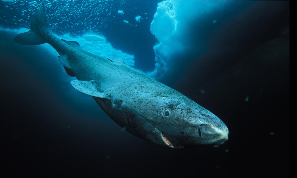 The World’s Slowest Shark Has Ridiculously Sneaky Hunting Habits