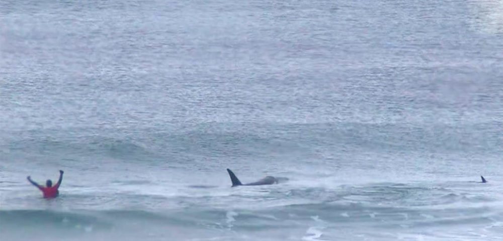 Surf's Up! Two Killer Whales Become Unlikely Competitors In Surfing ...