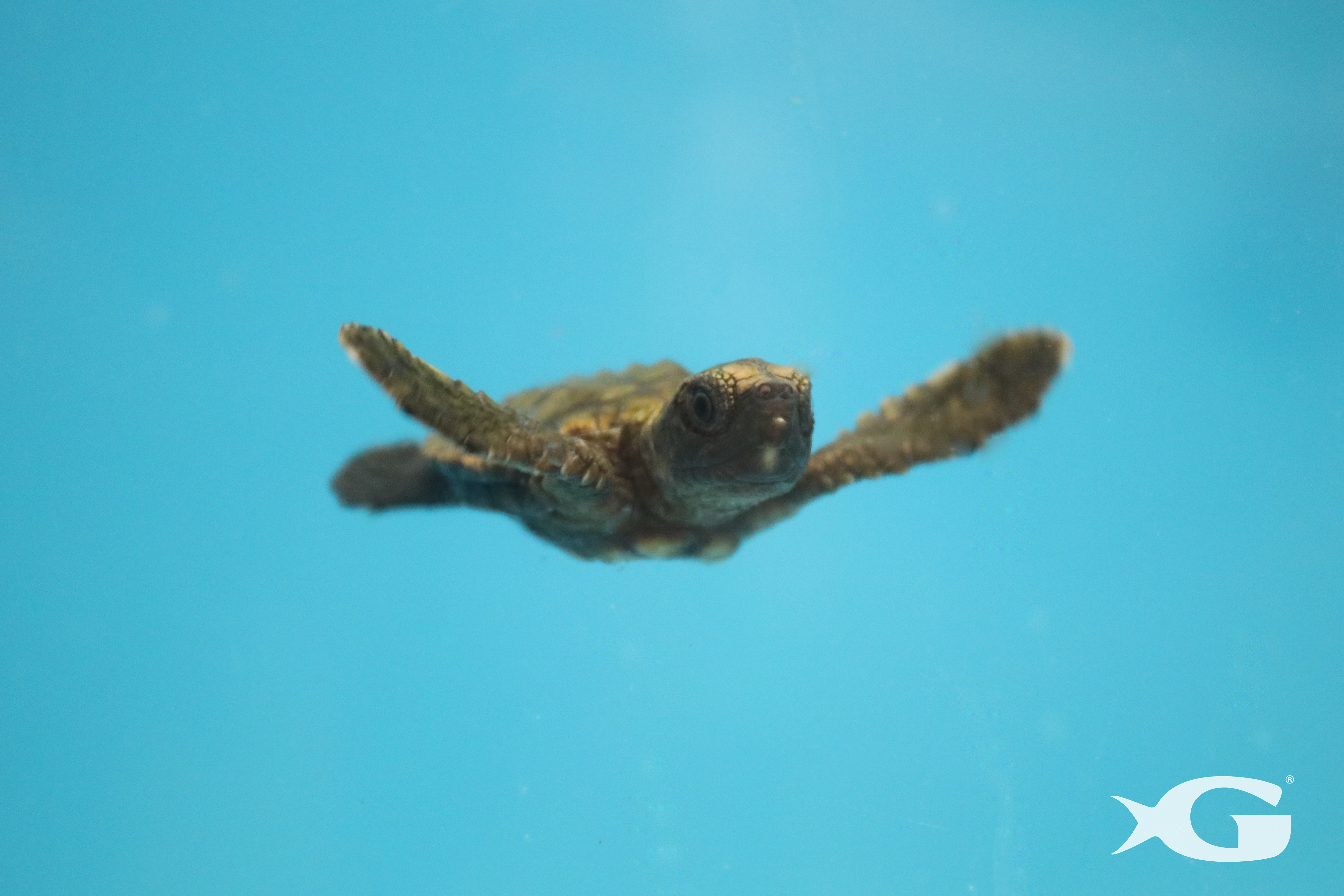 Georgia Aquarium Provides Safe Haven For 40 Rescued Baby Turtles During ...