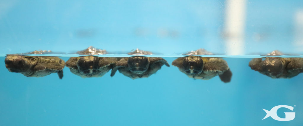 Georgia Aquarium Provides Safe Haven For 40 Rescued Baby Turtles During ...