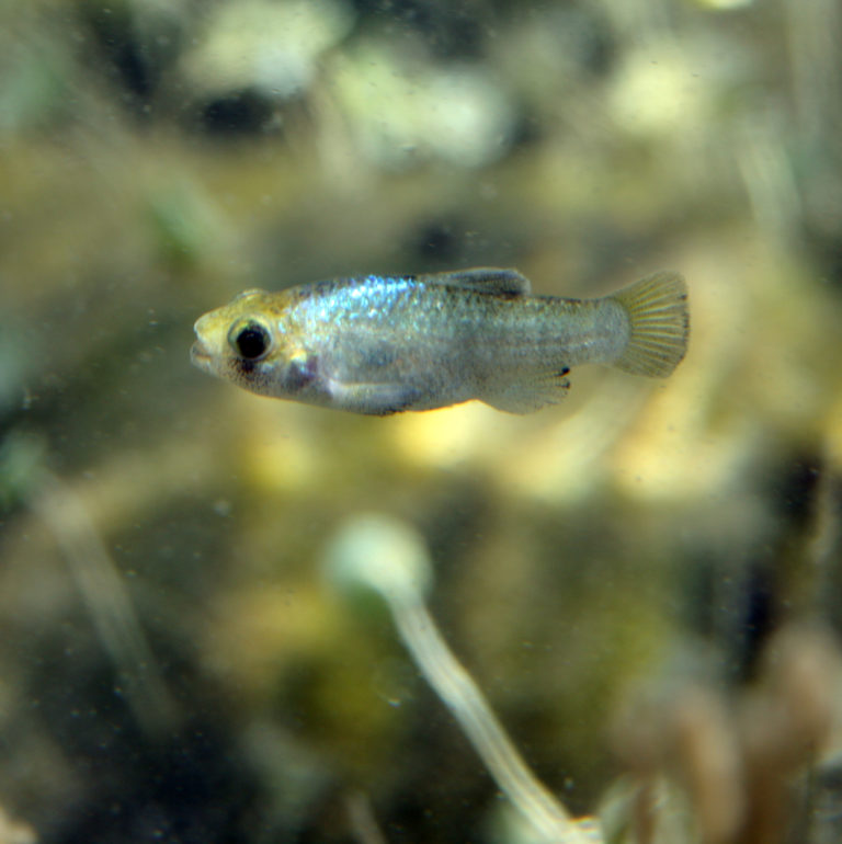 Pupfish Are Way Cooler (And Cuter) Than You Would Think
