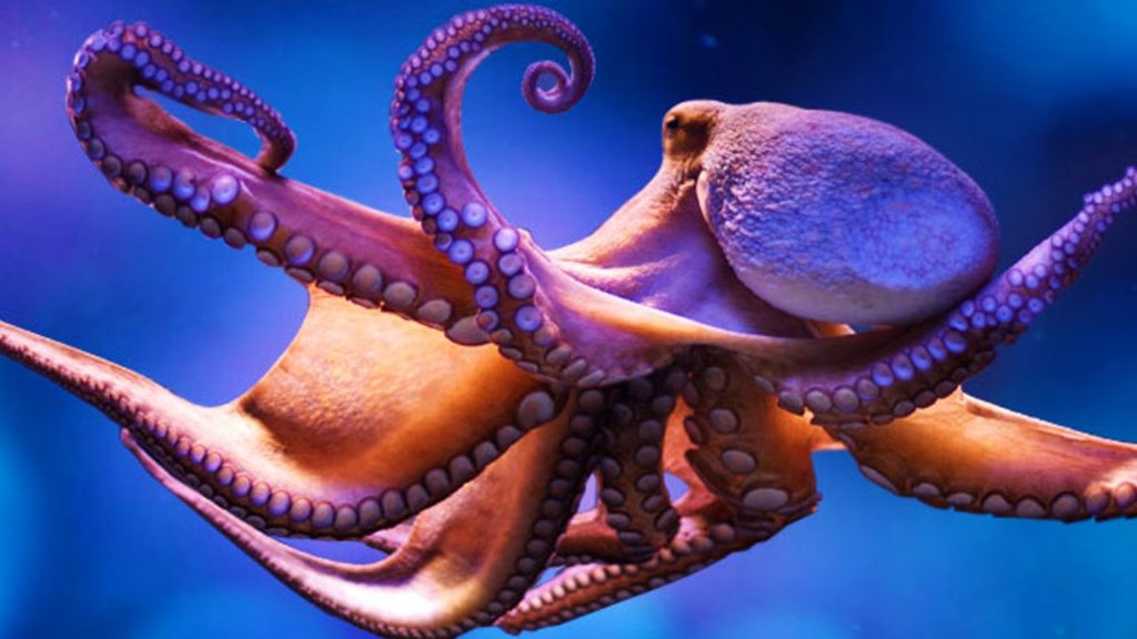 Lonely Octopi Are Now Forming Friendly Communities
