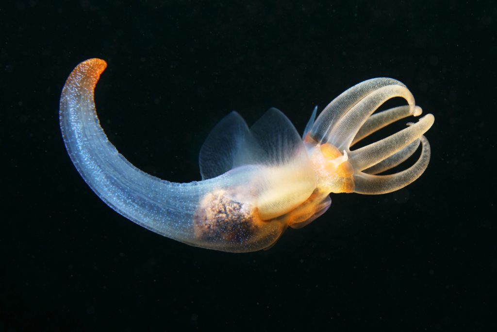Top 10 Strangest Sea Creatures You've Probably Never Heard Of