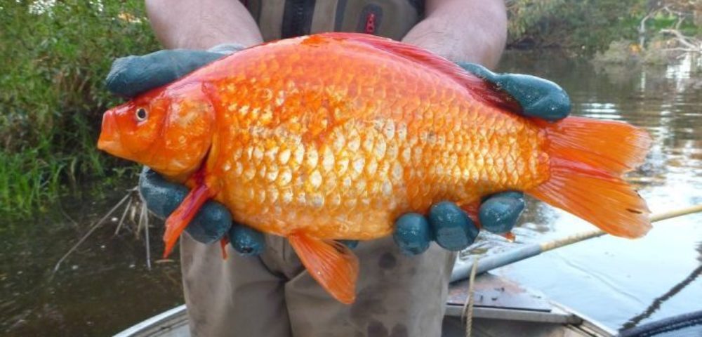 There Is A Godzilla Goldfish Taking Over A Canadian Lake