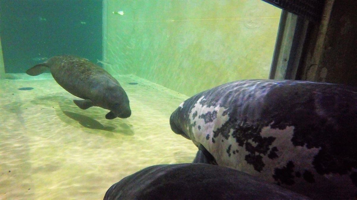 Agua The Lucky Little Baby Sea Cow Is Getting A Second Chance After ...