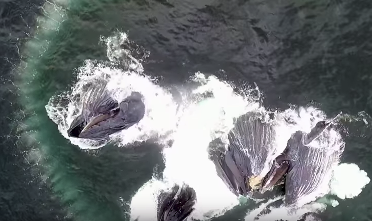 Drone Captures Footage Of Humpback Whales Using Bubble Nets To Hunt