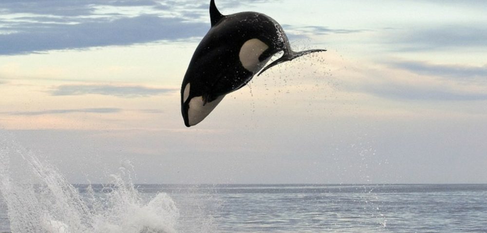 Photographer Captures Amazing Photos Of Orcas Hunting Surprising Prey