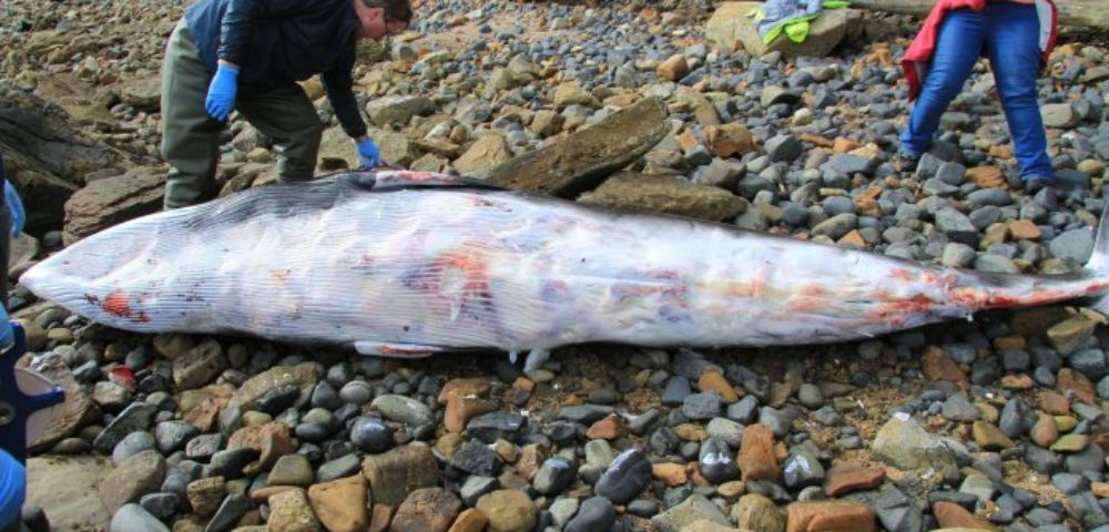 Not For The Faint-Hearted: Deceased Whale Found With Parasitic Worms Inside