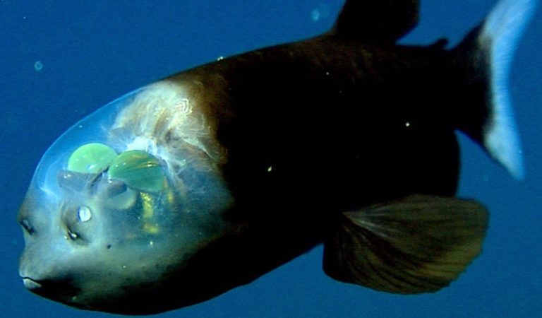Top 10 Strangest Sea Creatures You've Probably Never Heard Of