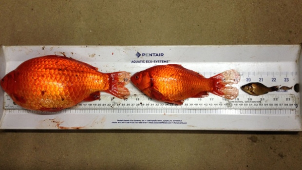 There Is A Godzilla Goldfish Taking Over A Canadian Lake