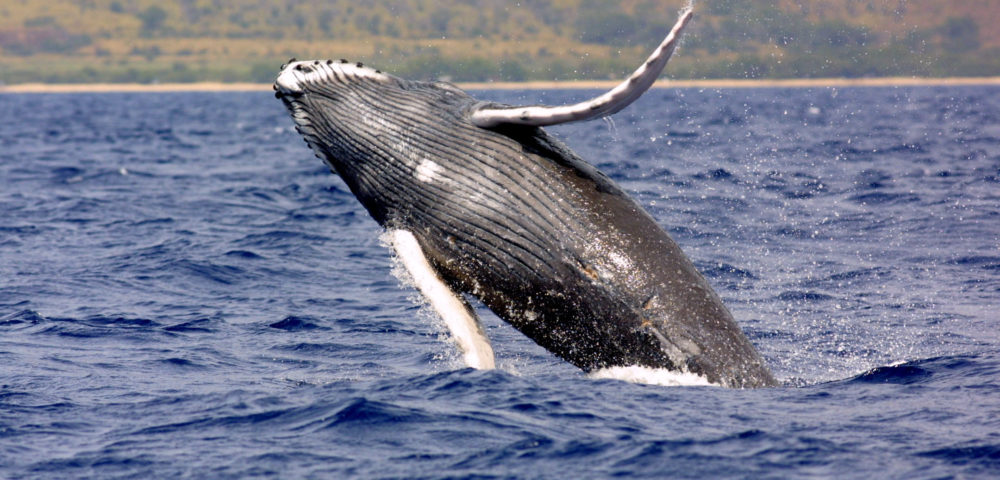 See The Moment Two Breaching Whales Nearly Knock A Kayaker Out Of His Kayak