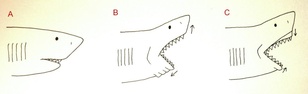 Close Encounters Of The Great White Shark Kind