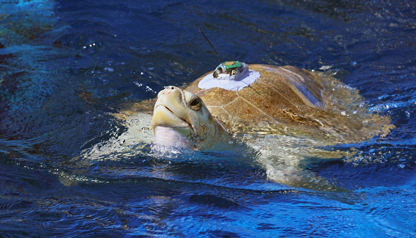 Tucker The Turtle Who Couldn't Dive Returned To Pacific Ocean After ...