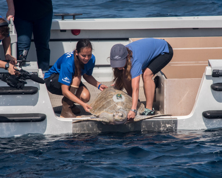 Tucker The Turtle Who Couldn't Dive Returned To Pacific Ocean After ...