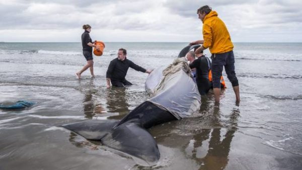 Soldiers And Civilians Band Together To Save Stranded Orca