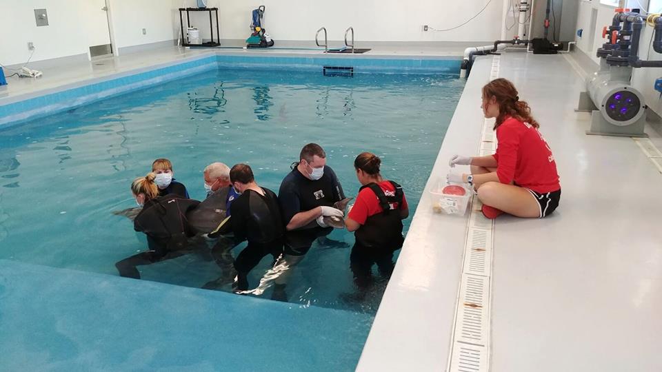 CT Scan Becomes A Lifesaver For A Lucky Dolphin