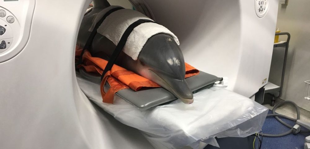 ct scan Archives - Awesome Ocean