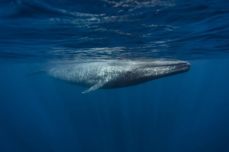 Ocean Giants: 15 Of The Largest Sea Animals In The World
