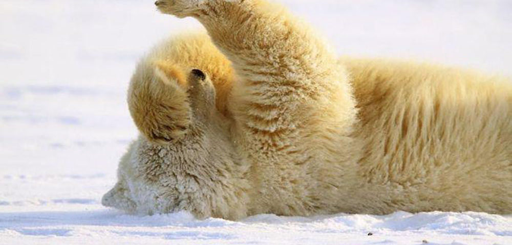 Polar Bear Facepalm Memes