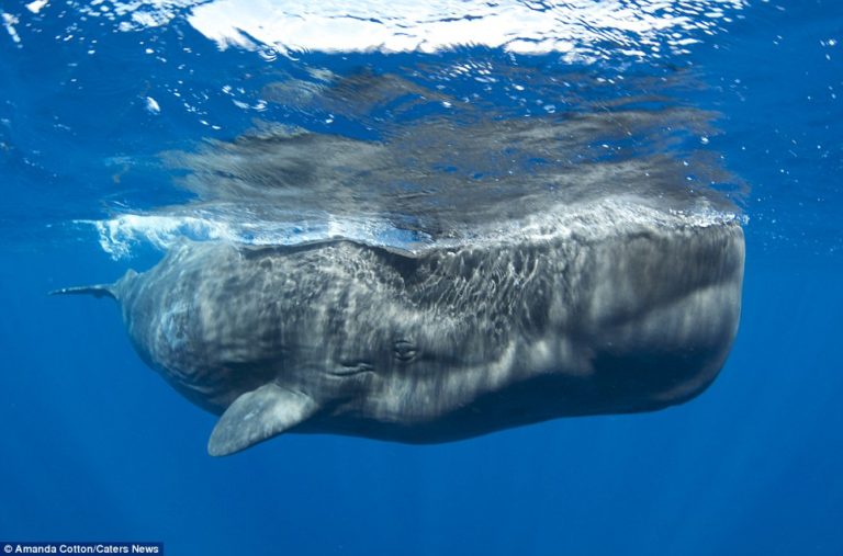 Ocean Giants: 15 Of The Largest Sea Animals In The World