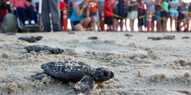Two Sea Turtles Are Released After A Year Of Growth At North Carolina Aquarium