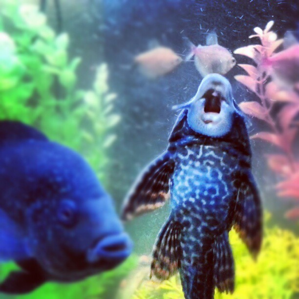 These Top 10 Aquarium Animals Have The Funniest Faces And We Love Them